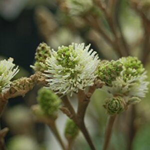 Fothergilla major 'Mt. Airy' (Fothergilla) Shrub, white flowers, #2 - Size Container