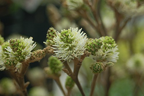 Fothergilla major 'Mt. Airy' (Fothergilla) Shrub, white flowers, #2 - Size Container