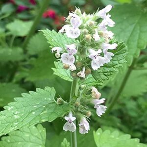 outsidepride nepeta cataria common catmint herb garden plant seed – 10000 seeds