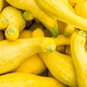 The Old Farmer's Almanac Heirloom Summer Squash Seeds (Yellow Crookneck) - Approx 70 Seeds - Non-GMO, Open Pollinated, USA Origin