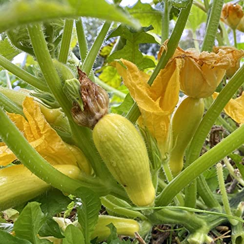 The Old Farmer's Almanac Heirloom Summer Squash Seeds (Yellow Crookneck) - Approx 70 Seeds - Non-GMO, Open Pollinated, USA Origin