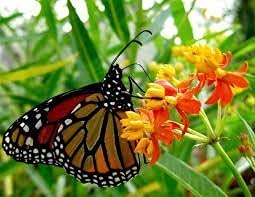 david’s garden seeds flower milkweed tropical 1195 (multi) 200 non-gmo, heirloom seeds