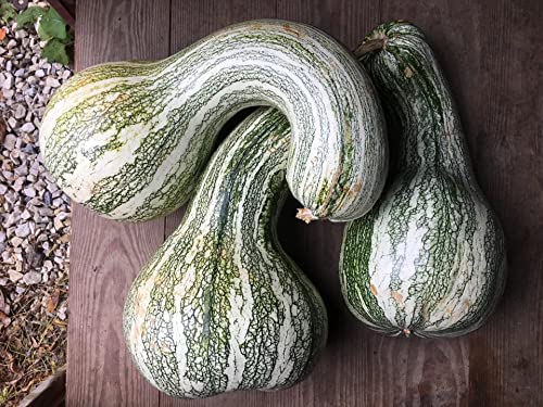 TomorrowSeeds - Green Striped Cushaw Seeds - 20+ Count Packet - Southern Kershaw Pumpkin Winter Squash Gourd Silver Garden Vegetable Seed