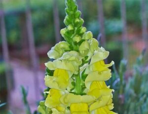 david’s garden seeds flower snapdragon sonnet series yellow 2233 (yellow) 25 non-gmo, heirloom seeds