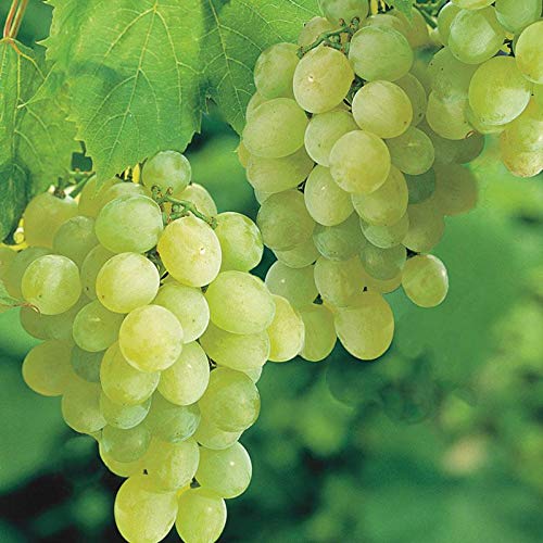 Pixies Gardens Thompson Seedless Grape Vine Plant Sweet Excellent Flavored"White" Green Grape Large Clusters On Vigorous Growing Vines. (1 Gallon)