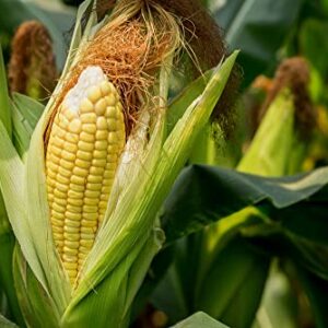 Golden Jubilee Yellow Sweet Corn Seeds for Planting, 30+ Seeds Per Packet, (Isla's Garden Seeds), Non GMO & Heirloom Seeds, Botanical Name: Corn Zea mays, Great Home Garden Gift