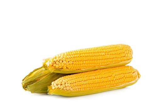 Golden Jubilee Yellow Sweet Corn Seeds for Planting, 30+ Seeds Per Packet, (Isla's Garden Seeds), Non GMO & Heirloom Seeds, Botanical Name: Corn Zea mays, Great Home Garden Gift