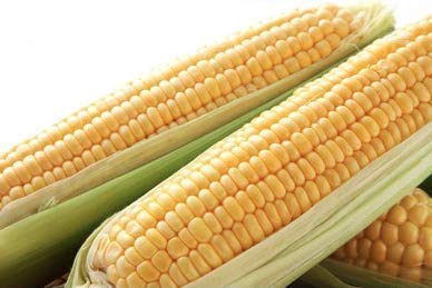 Golden Jubilee Yellow Sweet Corn Seeds for Planting, 30+ Seeds Per Packet, (Isla's Garden Seeds), Non GMO & Heirloom Seeds, Botanical Name: Corn Zea mays, Great Home Garden Gift