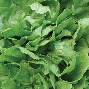 burpee sugarloaf escarole seeds 675 seeds