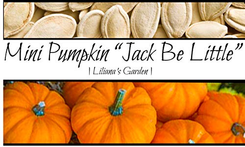 Mini Pumpkin Seeds - Jack Be Little - Prolific, Non-GMO Seeds - Growing Booklet Included - Liliana's Garden