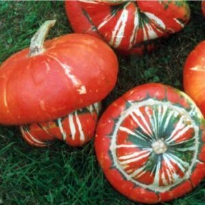 Turks Turban Gourd Squash Seeds for Planting, 25+ Heirloom Seeds Per Packet, (Isla's Garden Seeds), Non GMO Seeds, Botanical Name: Cucurbita Maxima 'Turban', Great Decoration or Gift