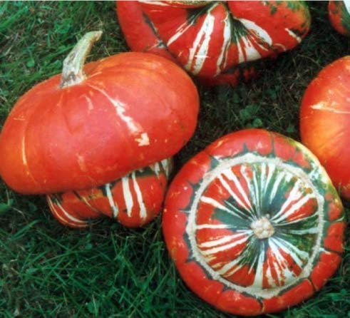 Turks Turban Gourd Squash Seeds for Planting, 25+ Heirloom Seeds Per Packet, (Isla's Garden Seeds), Non GMO Seeds, Botanical Name: Cucurbita Maxima 'Turban', Great Decoration or Gift