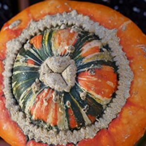 Turks Turban Gourd Squash Seeds for Planting, 25+ Heirloom Seeds Per Packet, (Isla's Garden Seeds), Non GMO Seeds, Botanical Name: Cucurbita Maxima 'Turban', Great Decoration or Gift