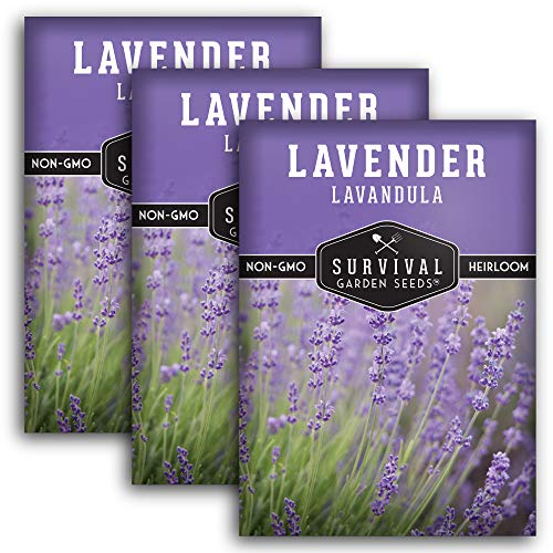 Lavender Seed for Planting - 3 Packets with Instructions to Plant and Grow Edible & Medicinal Lavandula Herbs in Your Home Vegetable Garden - Non-GMO Heirloom Variety - Survival Garden Seeds