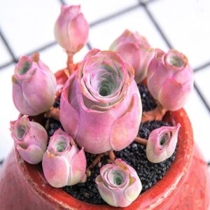 10 Pink Mountain Rose Rare Succulent Seeds for Planting Perennial Garden Simple to Grow Pots