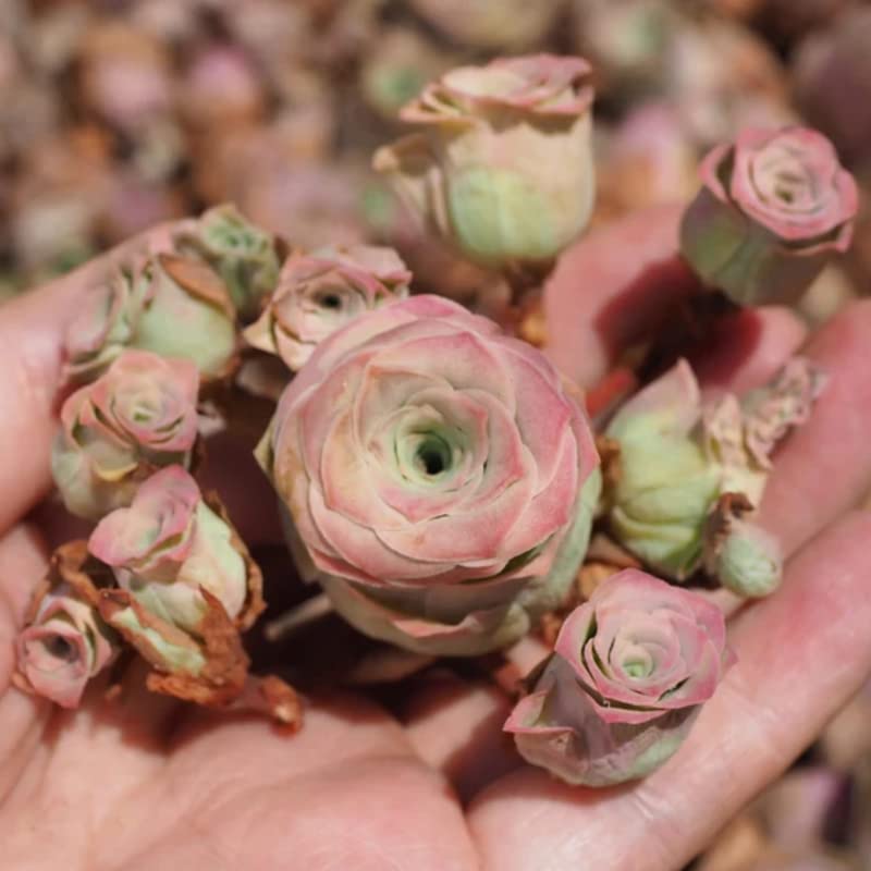 10 Pink Mountain Rose Rare Succulent Seeds for Planting Perennial Garden Simple to Grow Pots