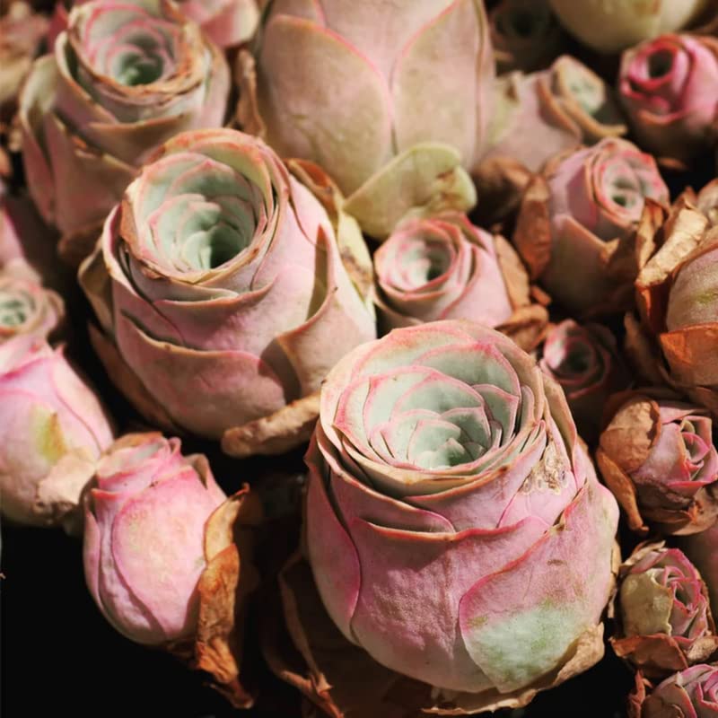 10 Pink Mountain Rose Rare Succulent Seeds for Planting Perennial Garden Simple to Grow Pots