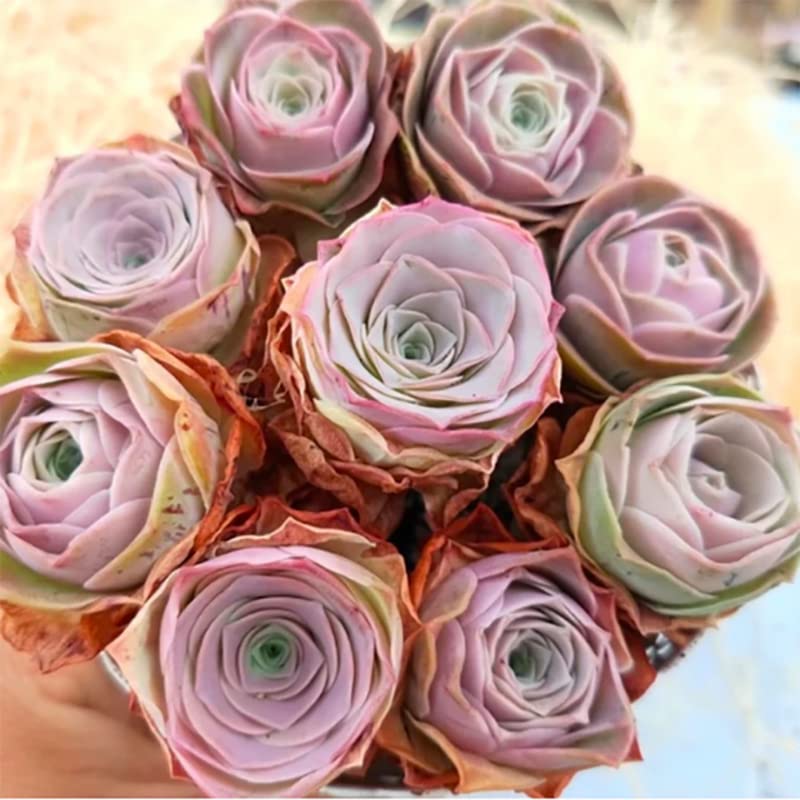 10 Pink Mountain Rose Rare Succulent Seeds for Planting Perennial Garden Simple to Grow Pots