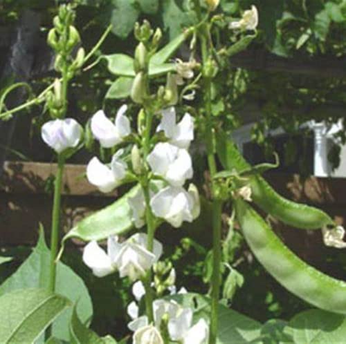 CHUXAY GARDEN 10 Seeds White Hyacinth Bean,Bonavist Bean/Pea,Dolichos Lablab,Lablab Purpurea,Jefferson Bean Edible Green Organic Survival Gear Food Seeds Vegetables Survival Kit