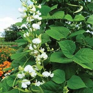 CHUXAY GARDEN 10 Seeds White Hyacinth Bean,Bonavist Bean/Pea,Dolichos Lablab,Lablab Purpurea,Jefferson Bean Edible Green Organic Survival Gear Food Seeds Vegetables Survival Kit