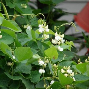 CHUXAY GARDEN 10 Seeds White Hyacinth Bean,Bonavist Bean/Pea,Dolichos Lablab,Lablab Purpurea,Jefferson Bean Edible Green Organic Survival Gear Food Seeds Vegetables Survival Kit