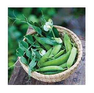 david’s garden seeds pea snap sugar ann fba-5594 (green) 100 non-gmo, heirloom seeds