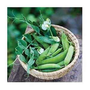 David's Garden Seeds Pea Snap Sugar Ann FBA-5594 (Green) 100 Non-GMO, Heirloom Seeds