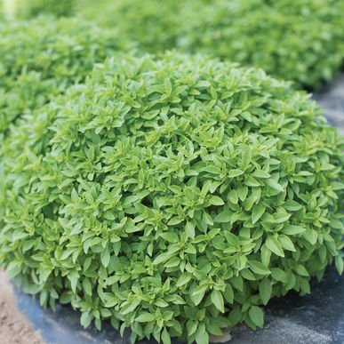 David's Garden Seeds Herb Basil Spicy Bush 5977 (Green) 200 Non-GMO, Heirloom Seeds