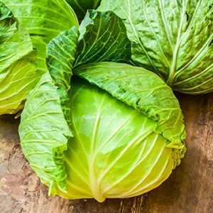 david’s garden seeds cabbage brunswick fba-5846 (green) 50 non-gmo, heirloom seeds