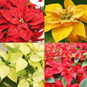 qauzuy garden 100 poinsettia seeds, mexican flameleaf, christmas star flower, easter flower, painted leaf, striking perennial flowering shrub bush tree plant, low-maintenance