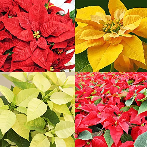 QAUZUY GARDEN 100 Poinsettia Seeds, Mexican Flameleaf, Christmas Star Flower, Easter Flower, Painted Leaf, Striking Perennial Flowering Shrub Bush Tree Plant, Low-Maintenance