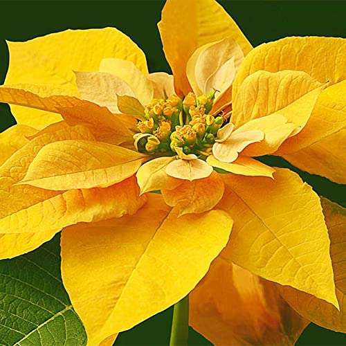 QAUZUY GARDEN 100 Poinsettia Seeds, Mexican Flameleaf, Christmas Star Flower, Easter Flower, Painted Leaf, Striking Perennial Flowering Shrub Bush Tree Plant, Low-Maintenance