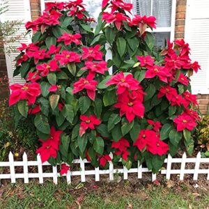 QAUZUY GARDEN 100 Poinsettia Seeds, Mexican Flameleaf, Christmas Star Flower, Easter Flower, Painted Leaf, Striking Perennial Flowering Shrub Bush Tree Plant, Low-Maintenance