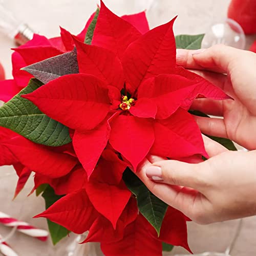 QAUZUY GARDEN 100 Poinsettia Seeds, Mexican Flameleaf, Christmas Star Flower, Easter Flower, Painted Leaf, Striking Perennial Flowering Shrub Bush Tree Plant, Low-Maintenance