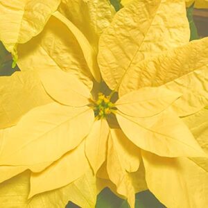 QAUZUY GARDEN 100 Poinsettia Seeds, Mexican Flameleaf, Christmas Star Flower, Easter Flower, Painted Leaf, Striking Perennial Flowering Shrub Bush Tree Plant, Low-Maintenance