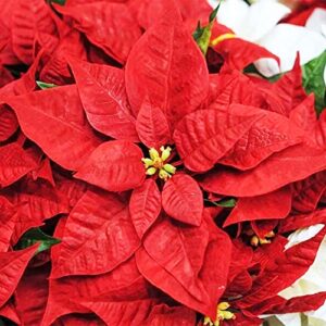 QAUZUY GARDEN 100 Poinsettia Seeds, Mexican Flameleaf, Christmas Star Flower, Easter Flower, Painted Leaf, Striking Perennial Flowering Shrub Bush Tree Plant, Low-Maintenance