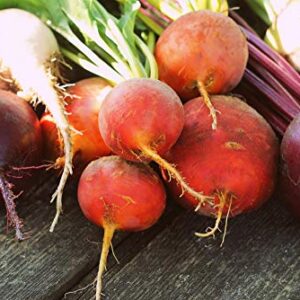 "Rainbow Mix" Beet Seeds for Planting, 50+ Heirloom Seeds Per Packet, Non GMO Seeds, Botanical Name: Beta vulgaris, Great Home Garden Gift