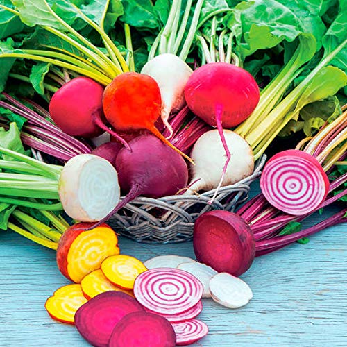 "Rainbow Mix" Beet Seeds for Planting, 50+ Heirloom Seeds Per Packet, Non GMO Seeds, Botanical Name: Beta vulgaris, Great Home Garden Gift