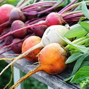 "Rainbow Mix" Beet Seeds for Planting, 50+ Heirloom Seeds Per Packet, Non GMO Seeds, Botanical Name: Beta vulgaris, Great Home Garden Gift