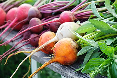 "Rainbow Mix" Beet Seeds for Planting, 50+ Heirloom Seeds Per Packet, Non GMO Seeds, Botanical Name: Beta vulgaris, Great Home Garden Gift