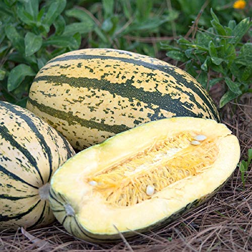 David's Garden Seeds Squash Winter Sugaretti FBA-2932 (Yellow) 25 Non-GMO, Hybrid Seeds