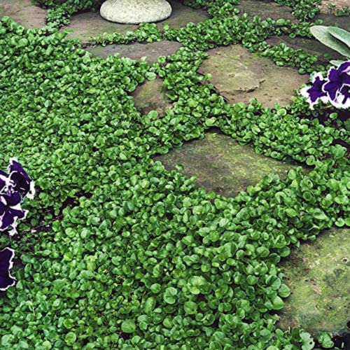 CHUXAY GARDEN Dichondra Repens,Money Grass 100 Seeds Ground Cover Landscaping Rocks Seed New Lawn Easy Care