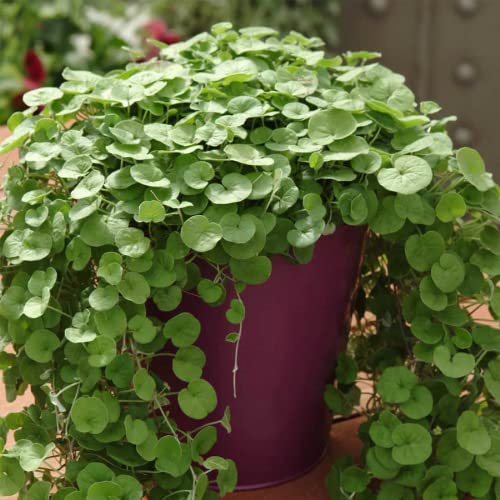 CHUXAY GARDEN Dichondra Repens,Money Grass 100 Seeds Ground Cover Landscaping Rocks Seed New Lawn Easy Care