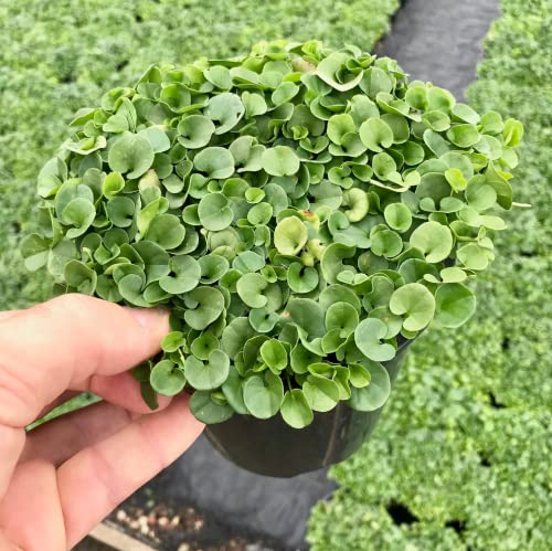 CHUXAY GARDEN Dichondra Repens,Money Grass 100 Seeds Ground Cover Landscaping Rocks Seed New Lawn Easy Care