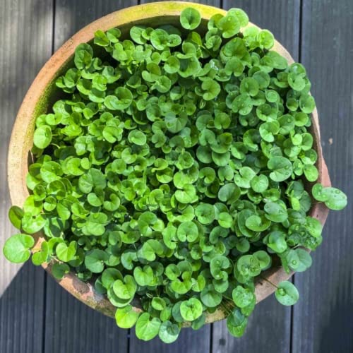 CHUXAY GARDEN Dichondra Repens,Money Grass 100 Seeds Ground Cover Landscaping Rocks Seed New Lawn Easy Care