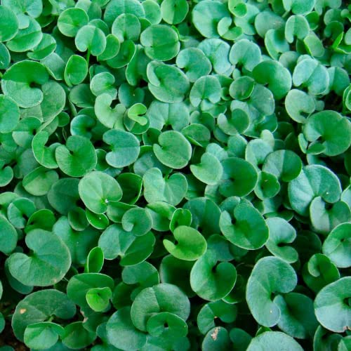 CHUXAY GARDEN Dichondra Repens,Money Grass 100 Seeds Ground Cover Landscaping Rocks Seed New Lawn Easy Care