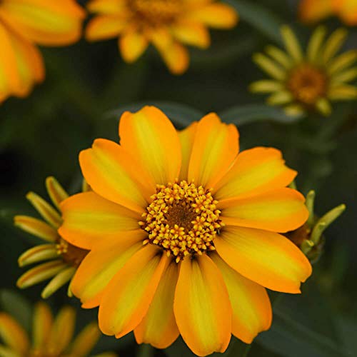 Outsidepride Zinnia Star Gold Heat & Drought Tolerant Garden Cut Flowers - 250 Seeds