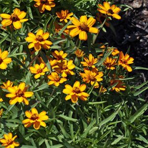 Outsidepride Zinnia Star Gold Heat & Drought Tolerant Garden Cut Flowers - 250 Seeds