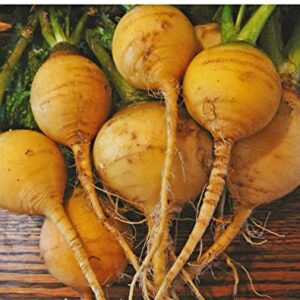 1000 Gold Ball Turnip Seeds for Planting Heirloom Non-GMO 3.5+ Grams Garden Vegetable Bulk Survival Golden Ball