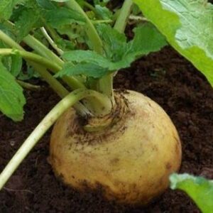 1000 Gold Ball Turnip Seeds for Planting Heirloom Non-GMO 3.5+ Grams Garden Vegetable Bulk Survival Golden Ball